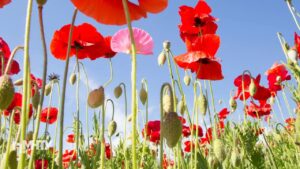 June 22 - Day of Sorrow and Commemoration of War Victims in Ukraine - ISTU